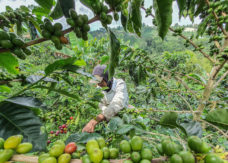 Blog - Cold Blooded Coffee and Roastery